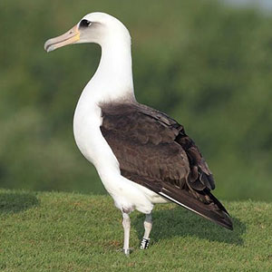 Especies o tipos de albatros