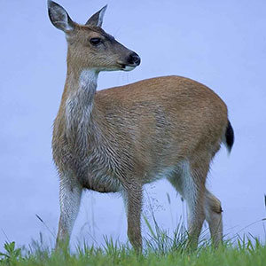 Especies o tipos de venados