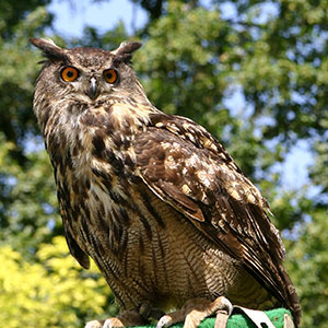 Especies o tipos de búhos