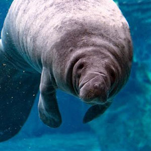 Especies o tipos de manatíes